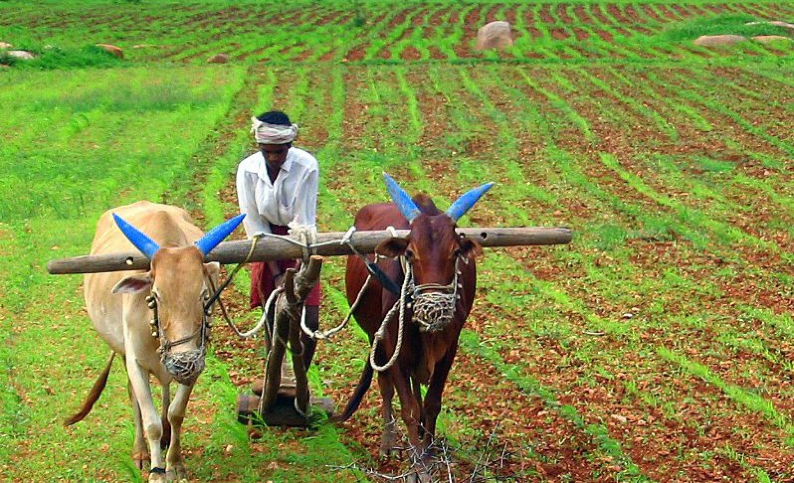 Viral Inequality and the Farmers’ Struggle in India – Orinoco Tribune ...